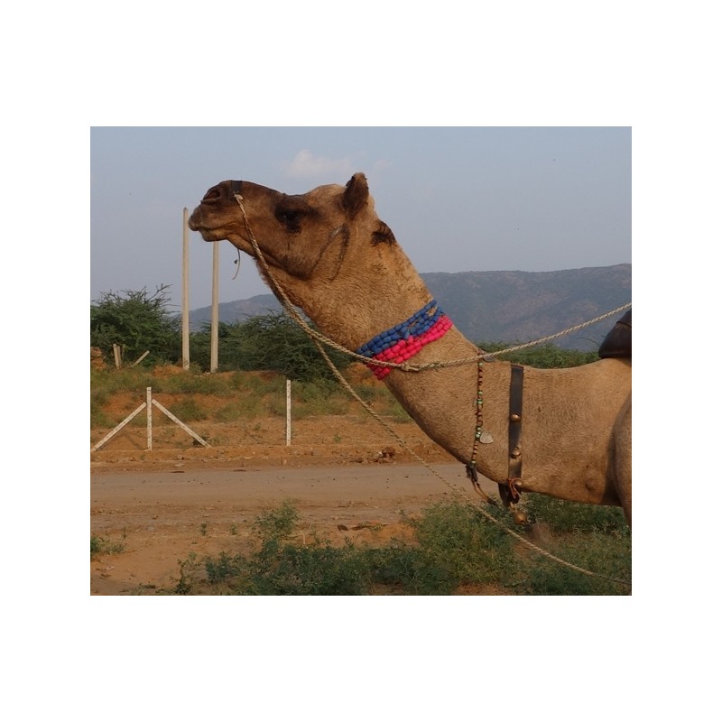 Hanging camel belt
